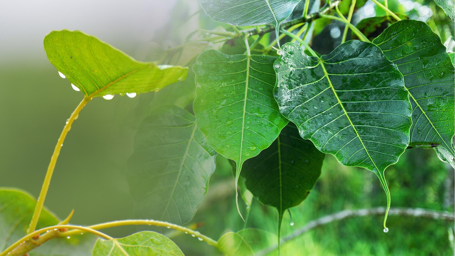Shanthi Vihara & Meditation Centre, Nottingham